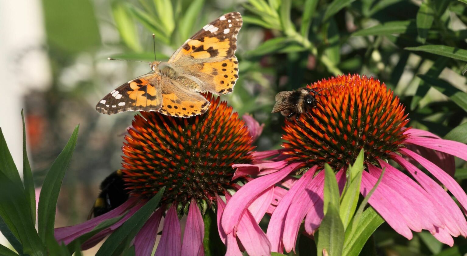 J&B Recycling - Why Is Recycling Important For Biodiversity?